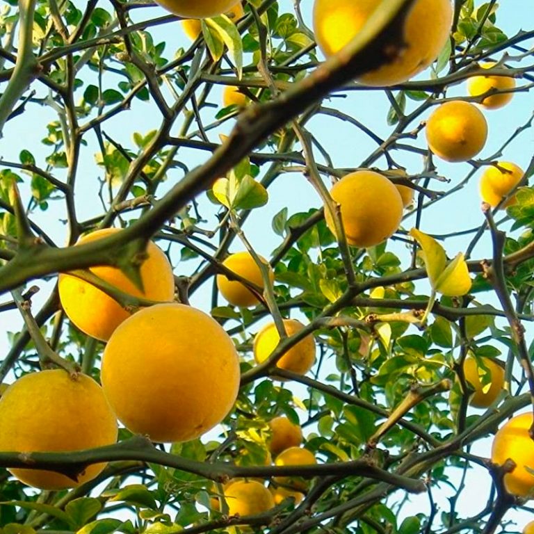 Poncirus trifoliata - Citronnier épineux bio - ZFarm