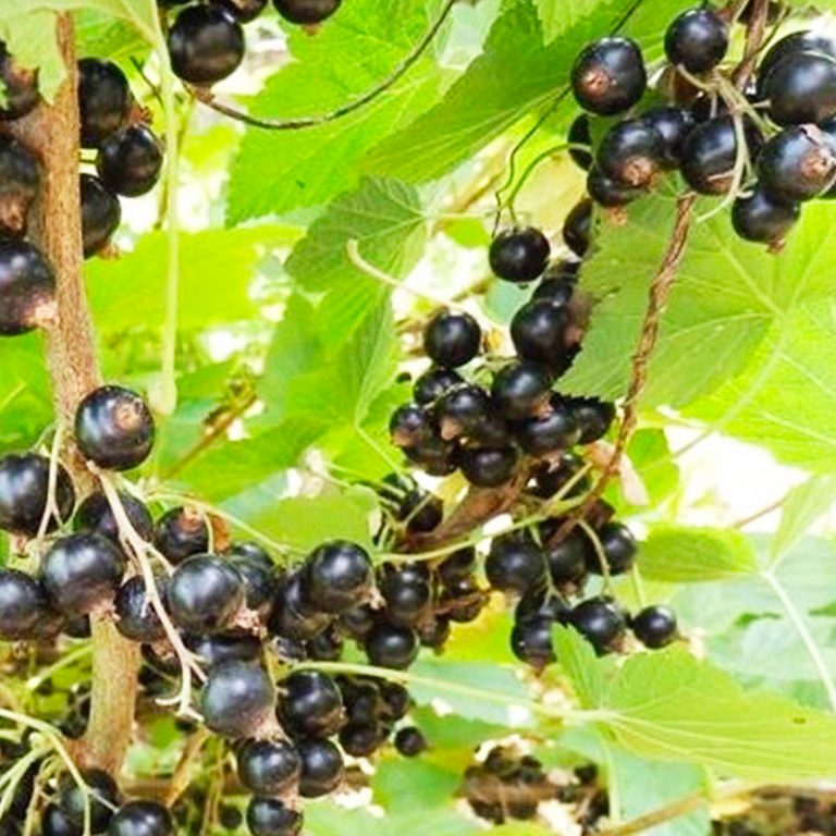 Ribes nigrum Tradimel - Cassissier Tradimel - ZFarm